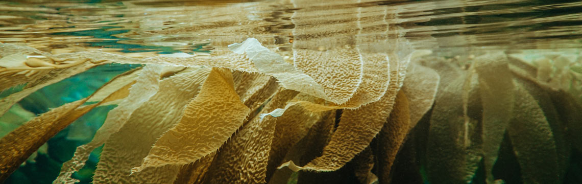 Da li će planetu spasiti – morske alge?