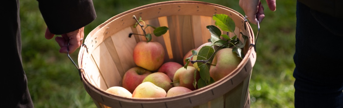 Kako prva banka semena u Srbiji čuva stare sorte od zaborava i ...