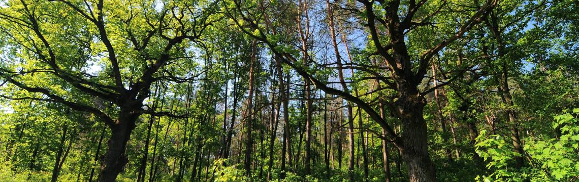 Hrastove šume u Srbiji ozbiljno ugrožene zbog klimatskih promena