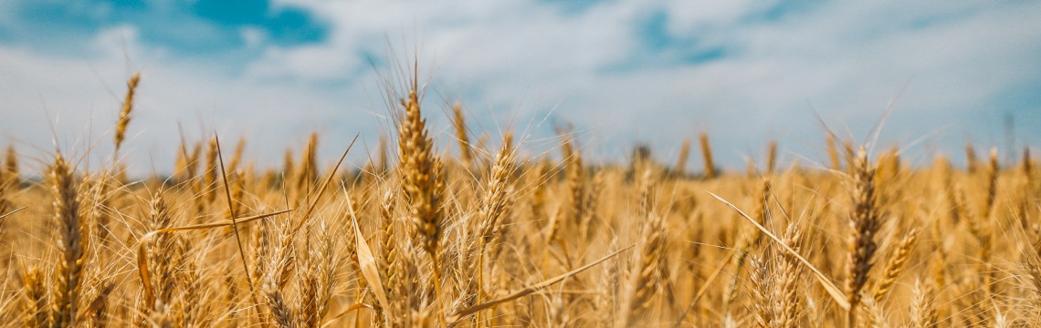 O pšenici, gnjecavom testu i klimatskim promenama