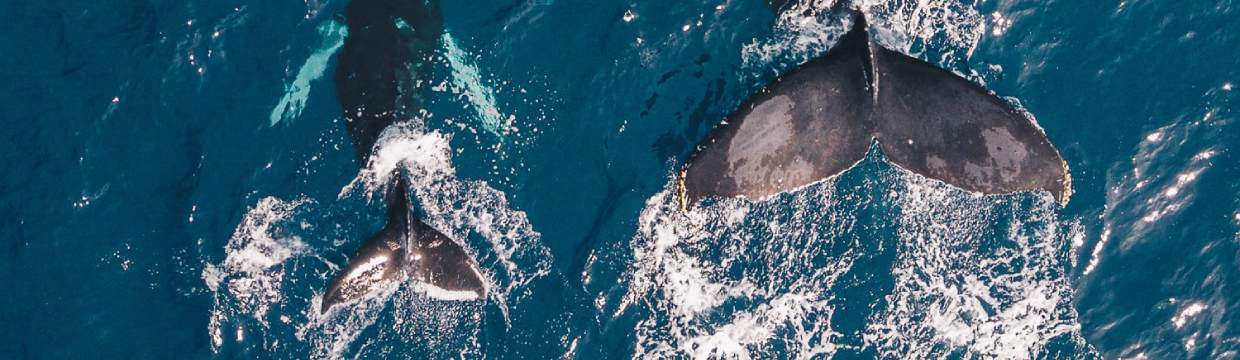 Plavi kit može da pojede i do 43 kilograma mikroplastike dnevno