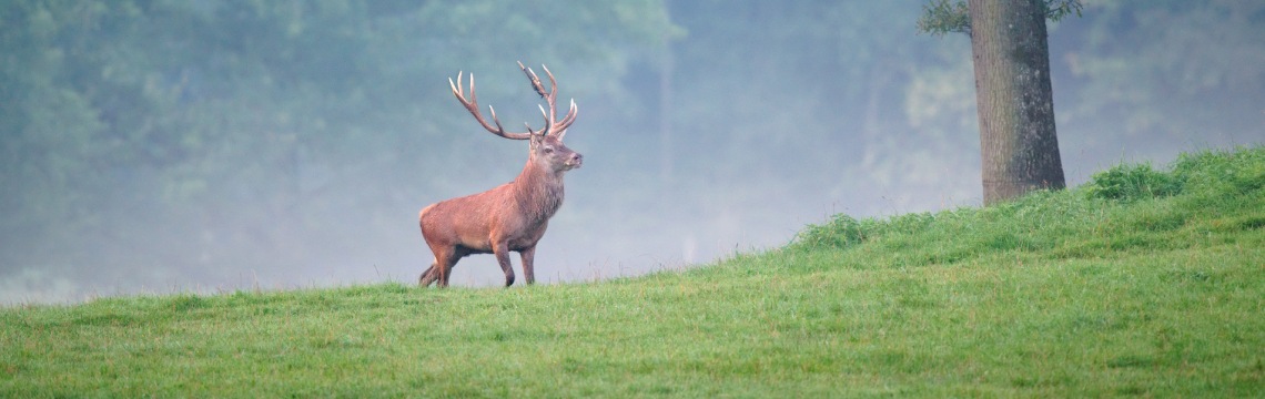 Povratak jelena u centralnu Srbiju