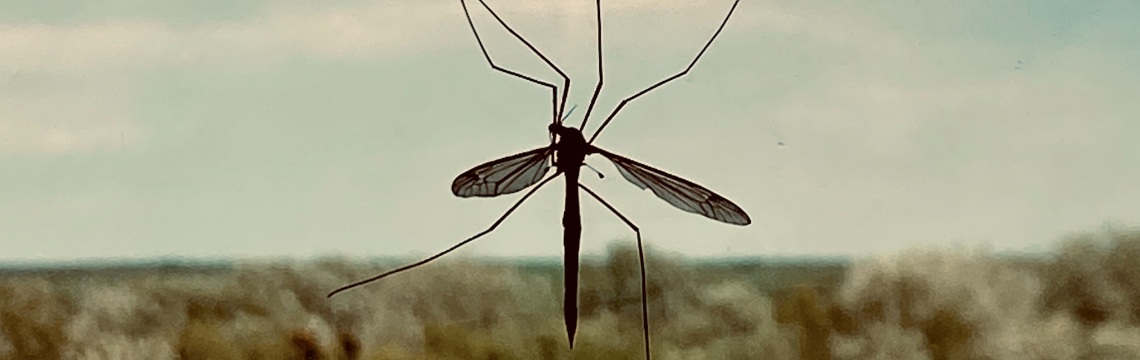 Zbog klimatskih promena sve je veća teritorija na kojoj žive komarci ...