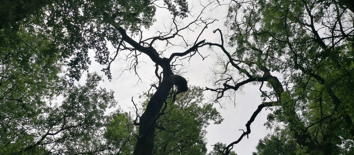 Reportaža: Kako klimatske promene menjaju lice Obedske bare