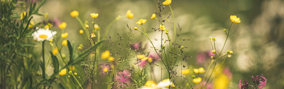 Ako travnjak zamenite divljim cvećem, smanjićete štetne emisije ...