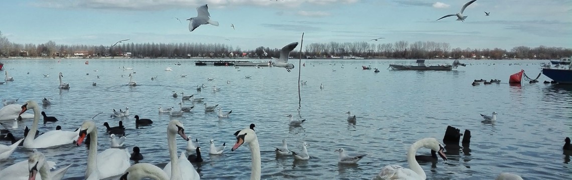 Dunav, od otpadnih voda do kupališta