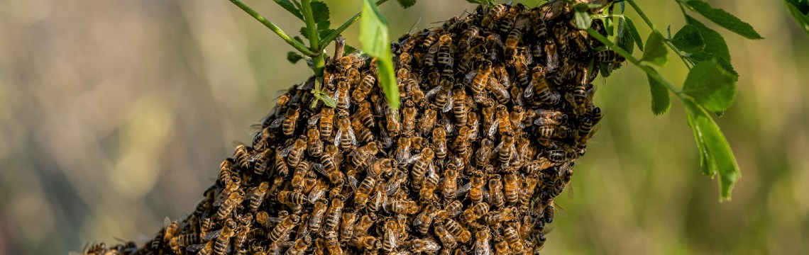 Kako je Beograd postao idealno stanište za divlje pčele