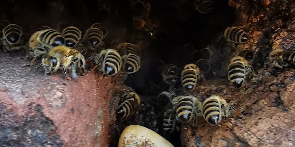 Kako je Beograd postao idealno stanište za divlje pčele