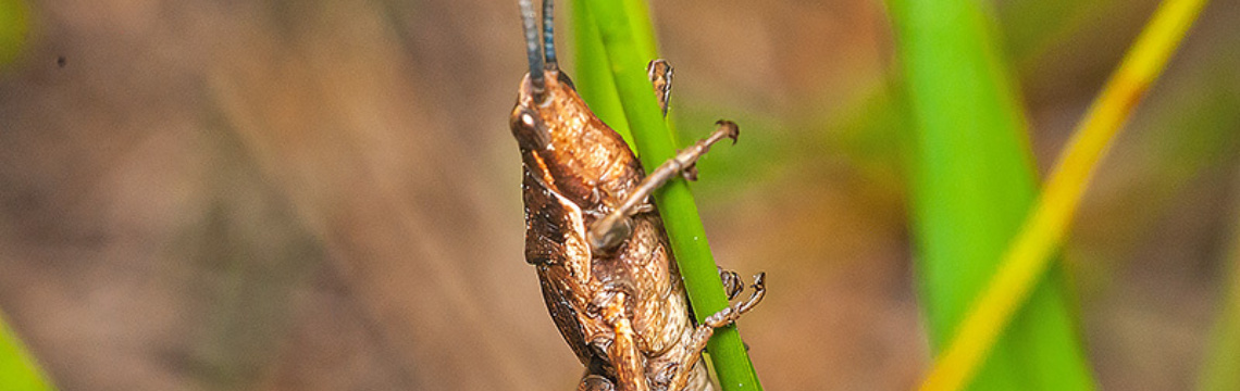 Pančićev skakavac: ugrožena vrsta koja živi samo u Srbiji